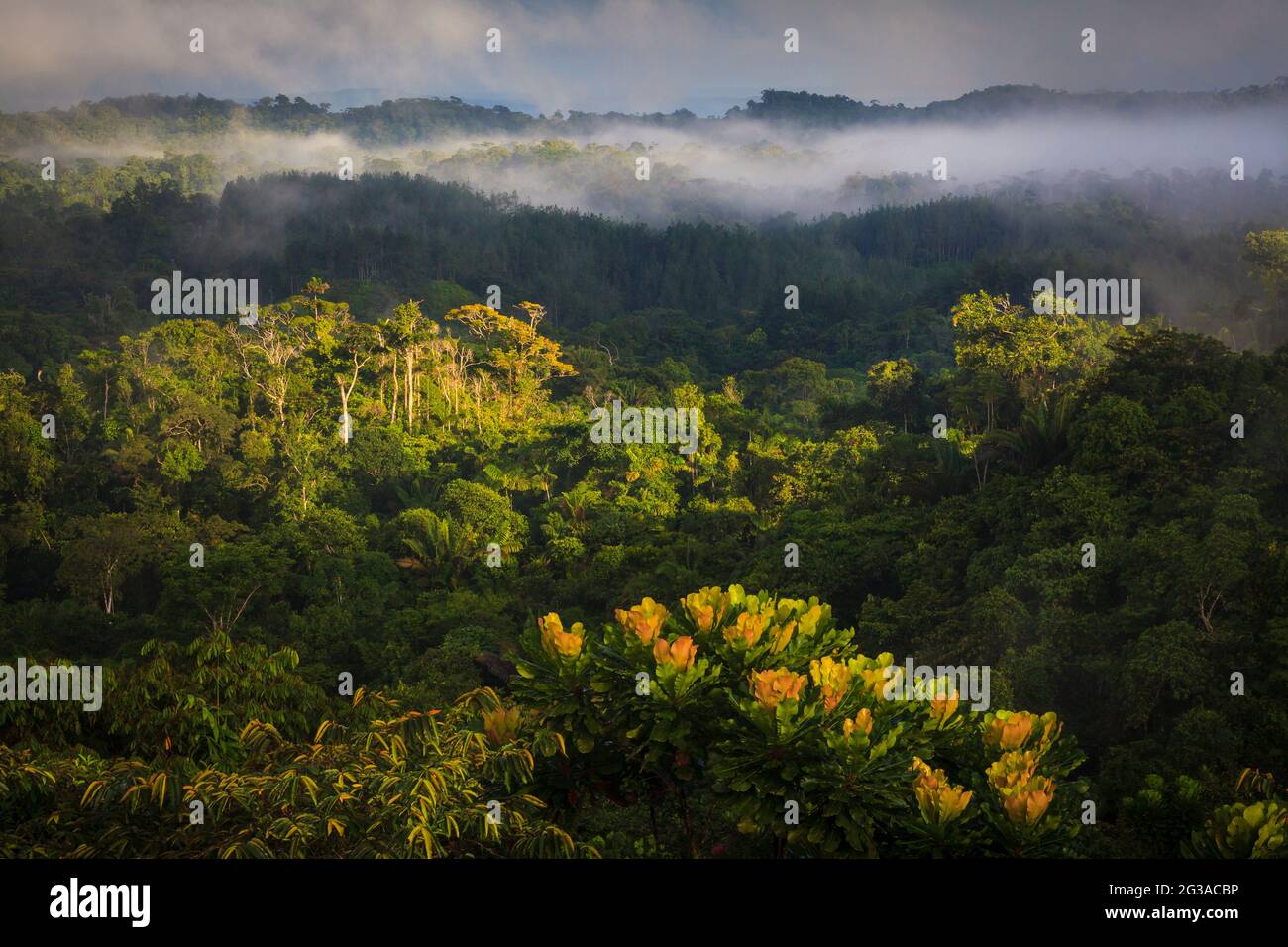 Panama landscape with misty rainforest at sunrise at Garduk in the ...