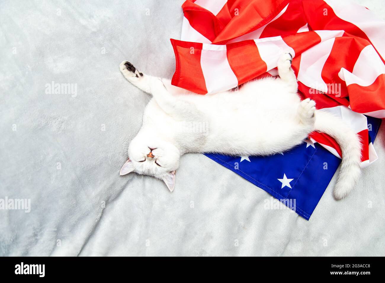The silver British cat sleeps on the American flag. Patriotic cat. USA ...