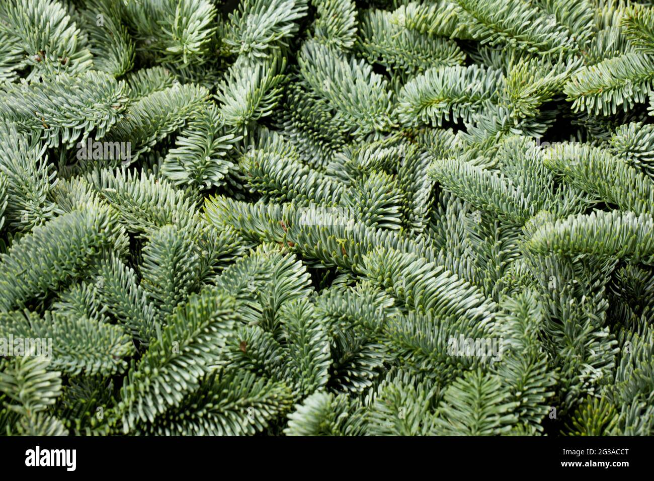 Noble fir tree hi-res stock photography and images - Alamy