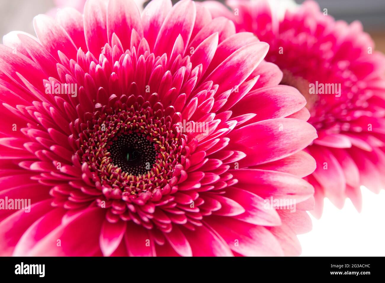 African gerbera hi-res stock photography and images - Alamy