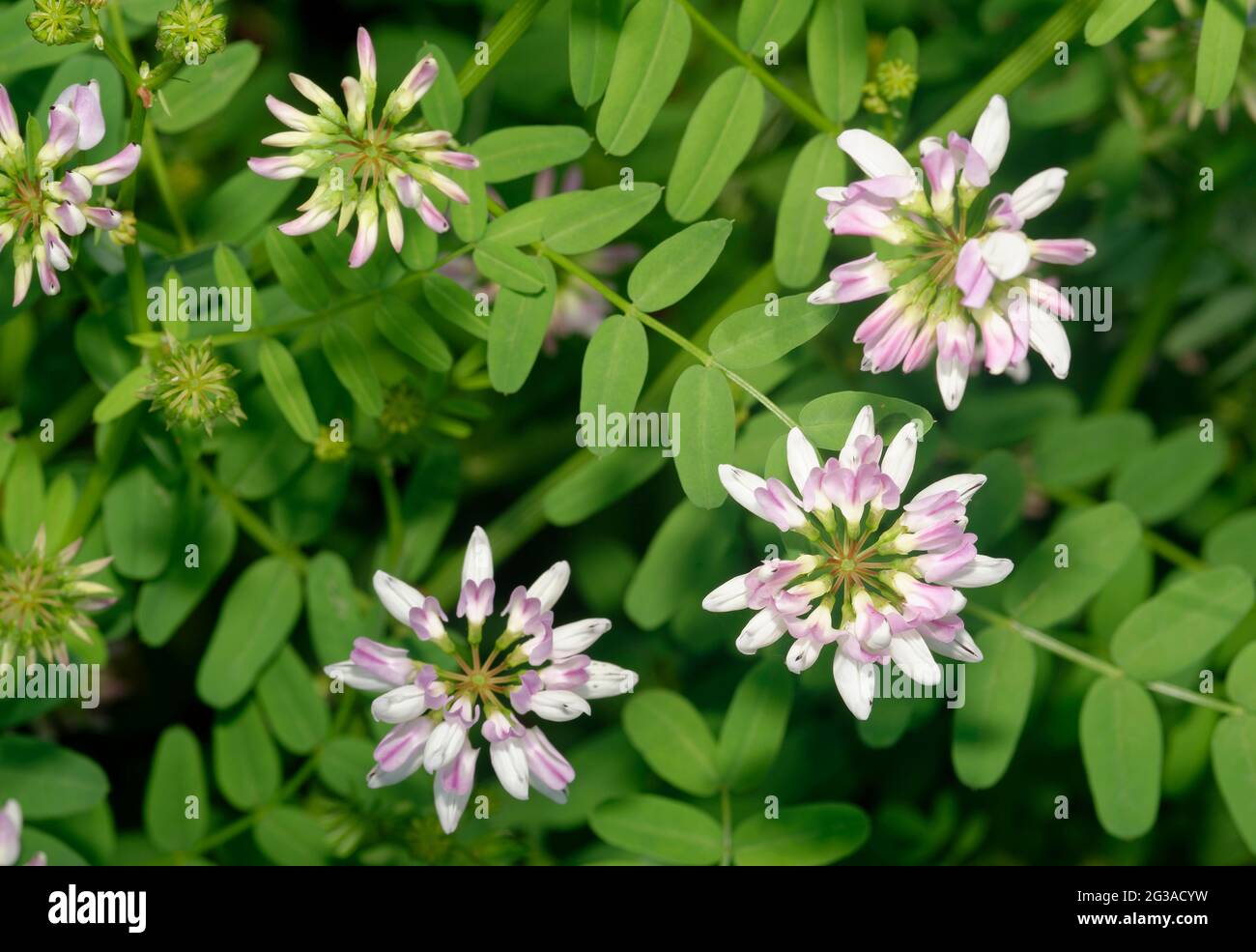 Crown Vetch - Securigera varia, a low-growing legume vine native to ...
