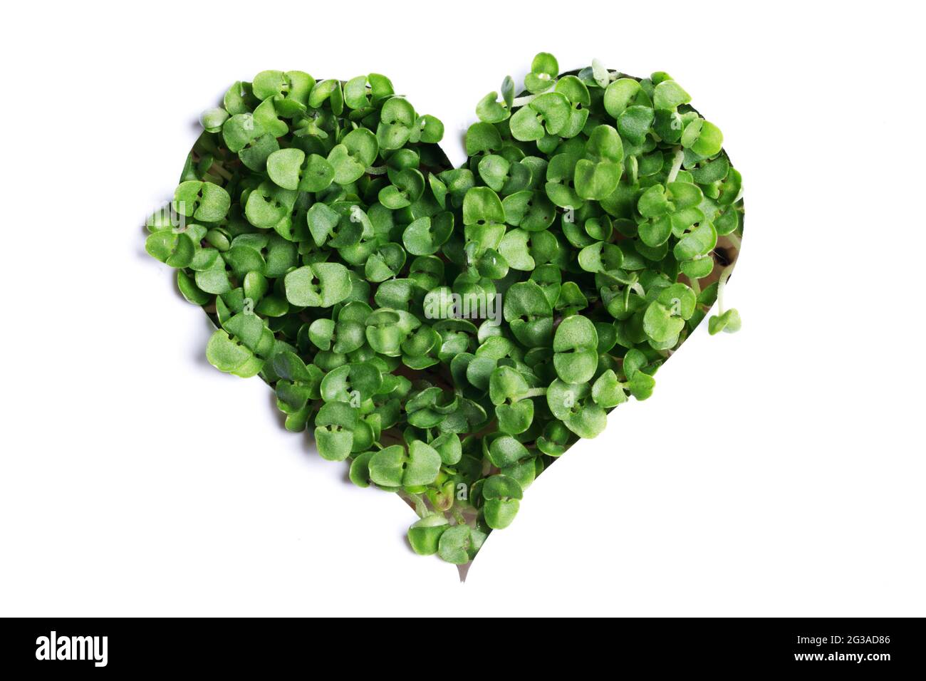 Sprout green plants growing a heart shape isolated on white background ...