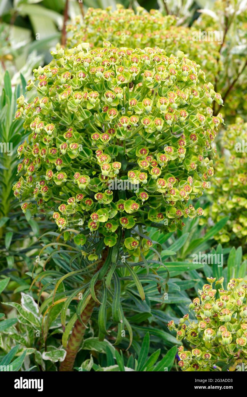 Euphorbia Red Martin