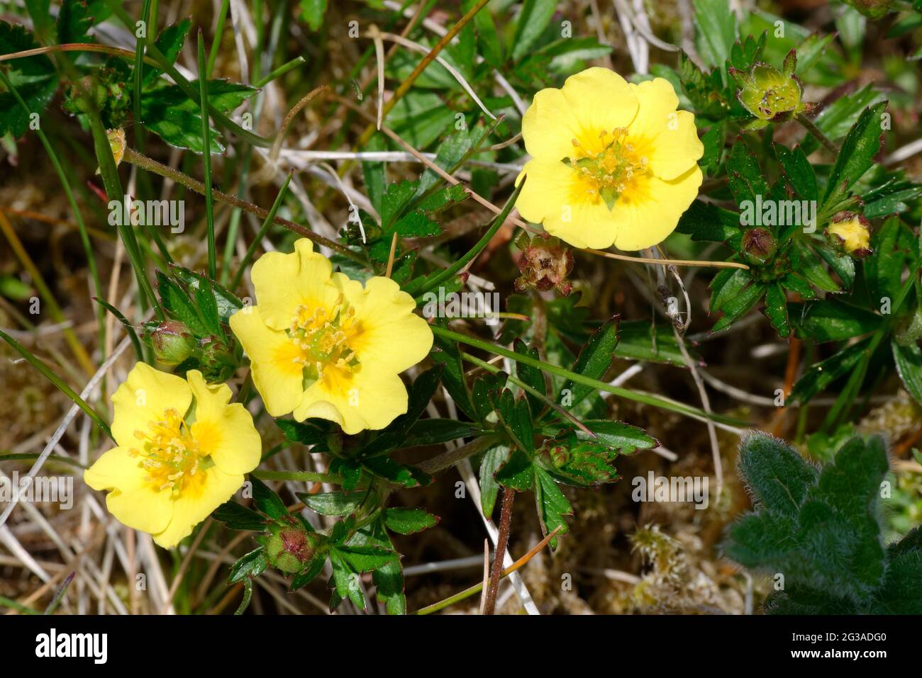 Tormentil - Potentilla erecta, three yellow flowers & leaves Stock ...