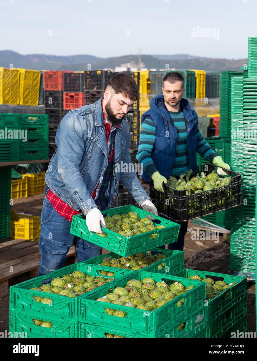 Fine worker carrying crates with artichokes Stock Photo - Alamy