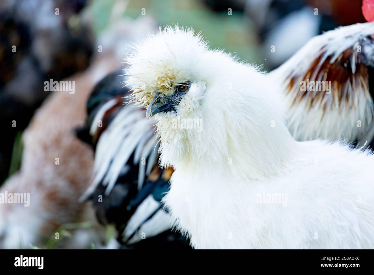 Portrait of a fluffy silkie chicken close up in a farm Stock Photo - Alamy
