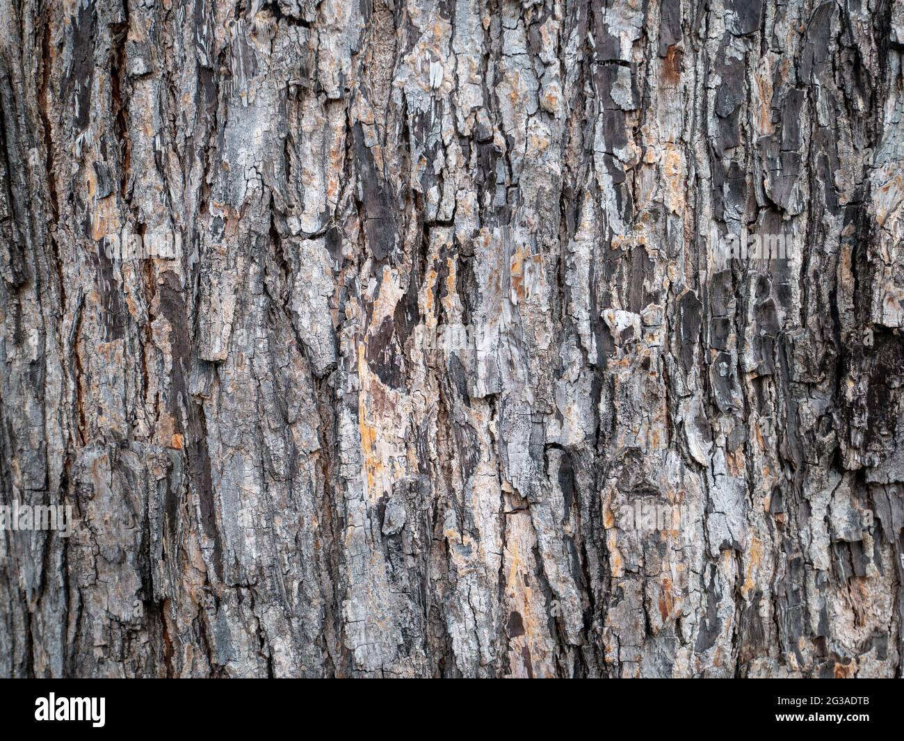 Macro shot of azadirachta indica or commonly know mambu tree trunk ...