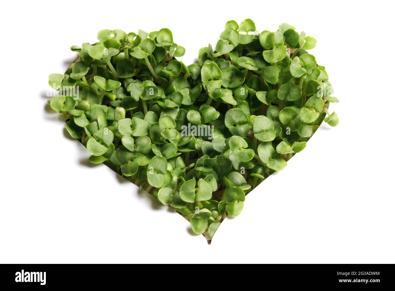 Sprout green plants growing a heart shape isolated on white background ...