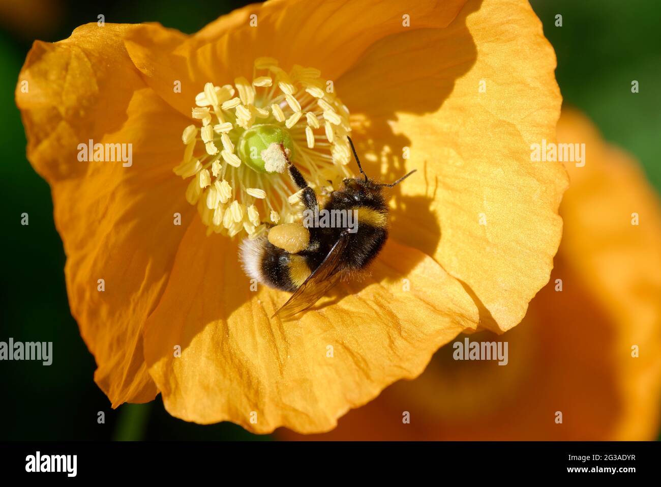 Atlantic Poppy - Papaver atlanticum, orange flower with Buff-tailed ...