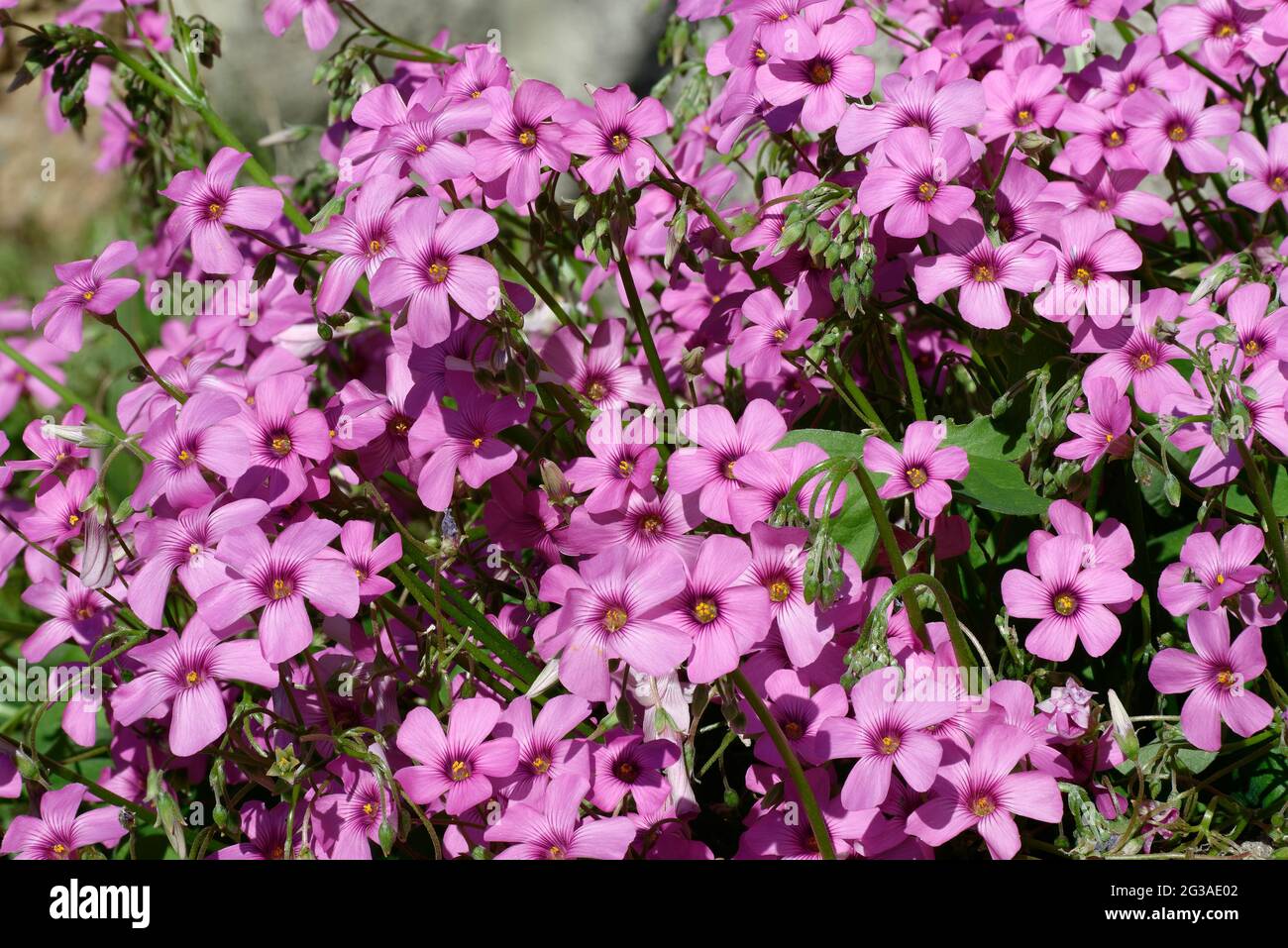 Pink Sorrel - Oxalis articulata, garden plant from South America Stock ...