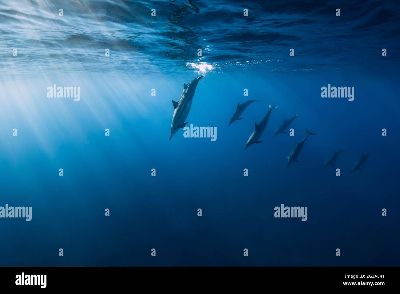 Spinner dolphins underwater in blue ocean. Dolphins dive in Indian ...