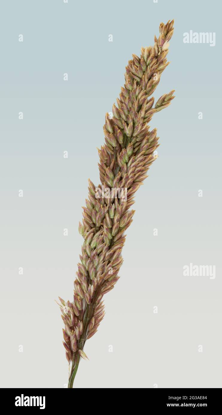Grass close up. Cut out on a light gradient background Stock Photo - Alamy