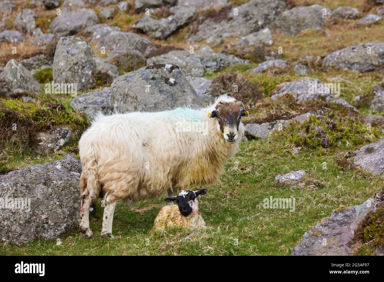 newly born with his mother in a natural environment in freedom. Ireland ...