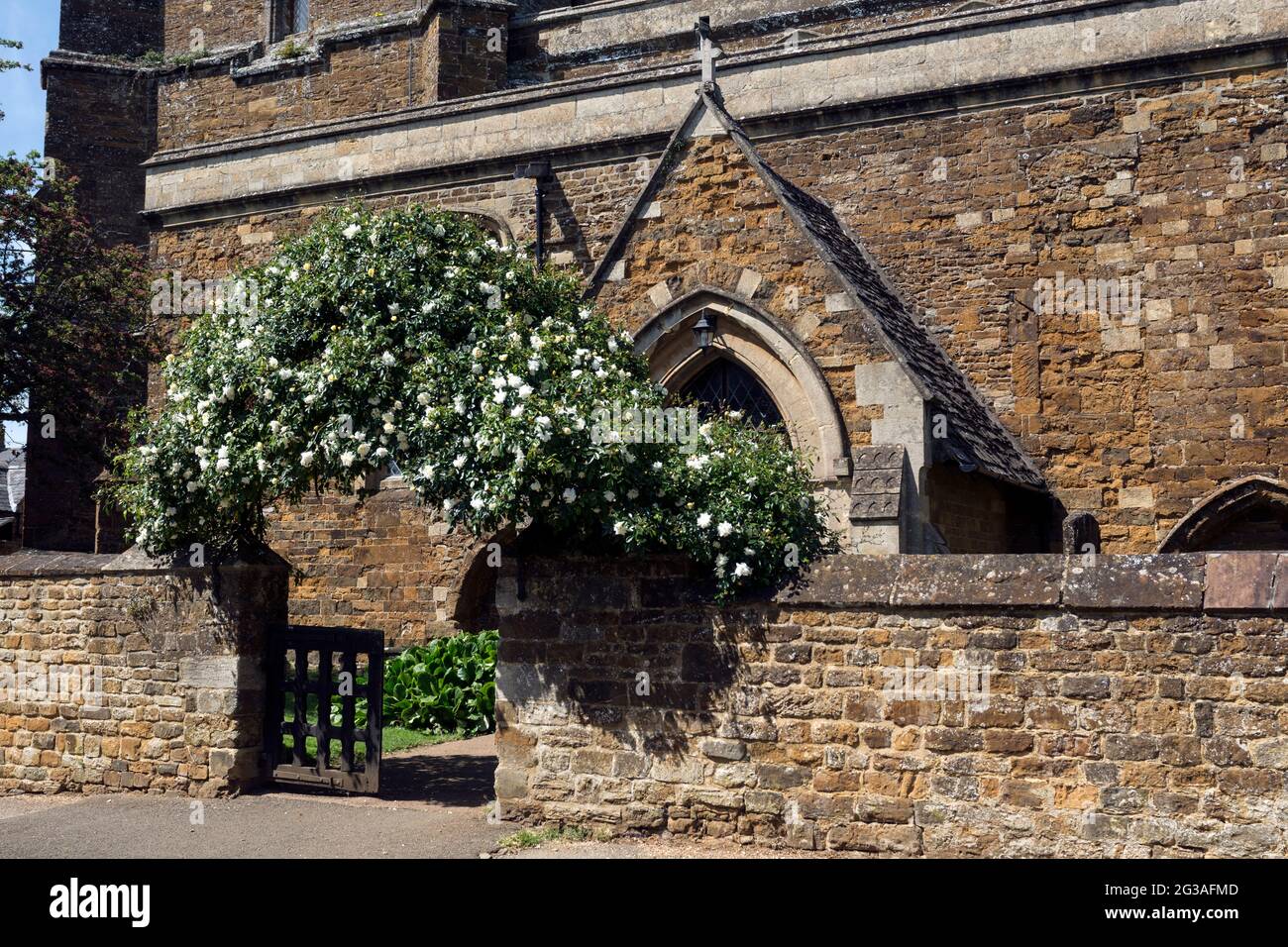 Roses flowering over St Peter and St Paul Church gates, Deddington ...