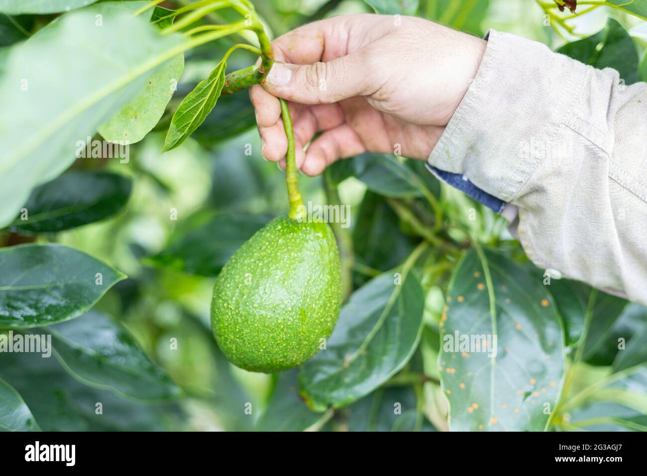 Avocado farm mexico hi-res stock photography and images - Alamy