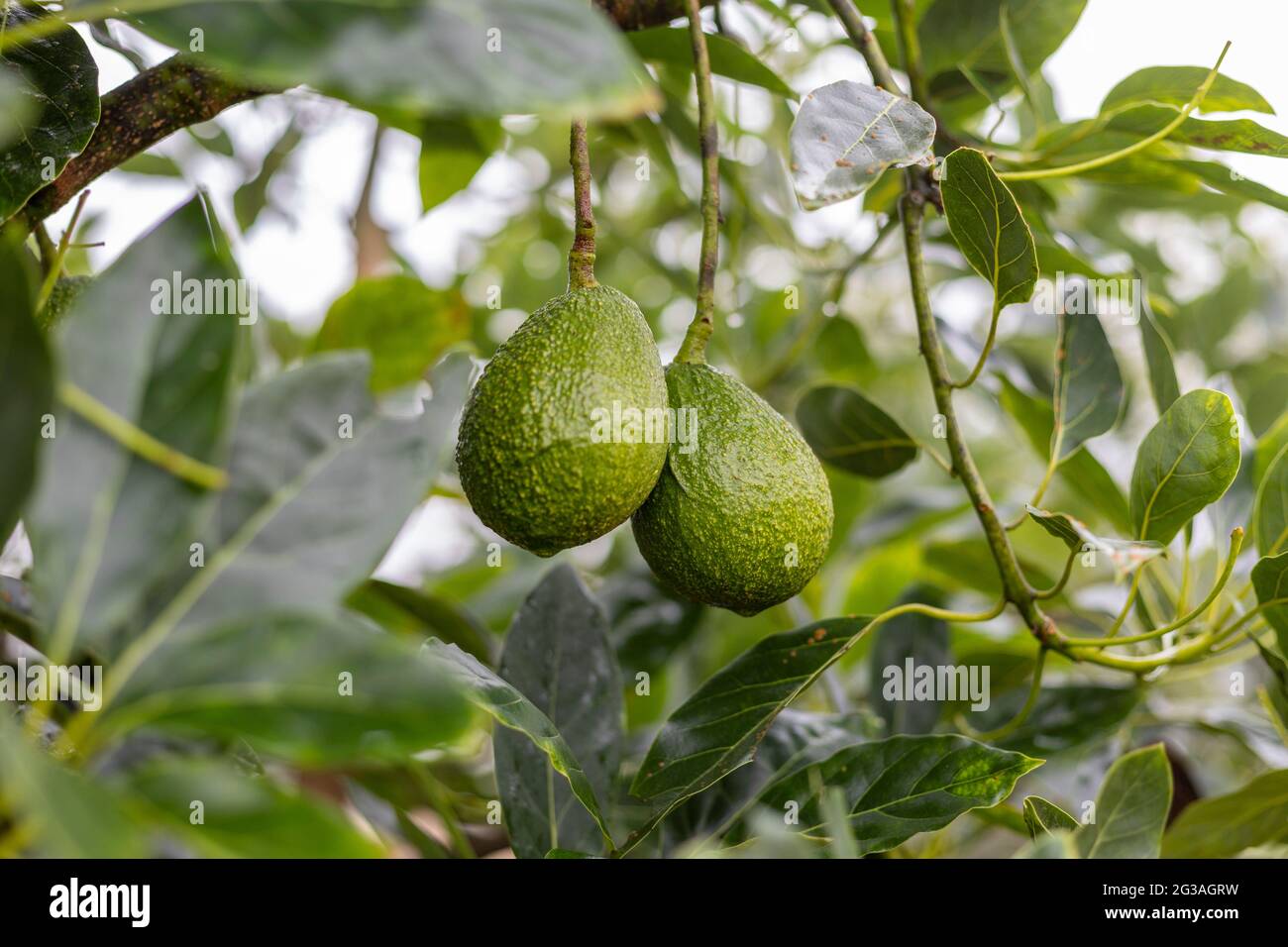 Hass avocado tree hi-res stock photography and images - Alamy