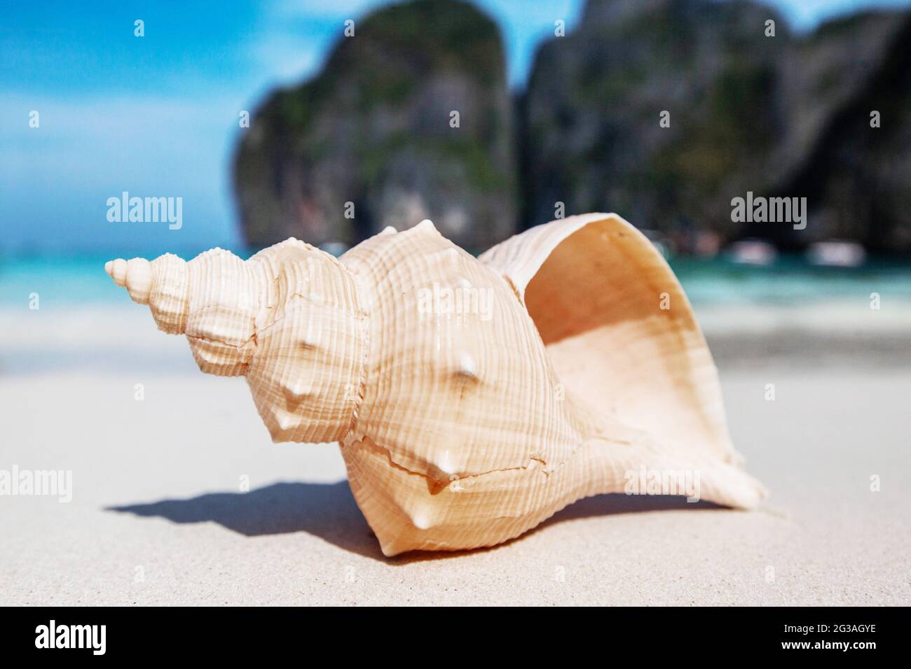 Seashell on the beach of Thailand Stock Photo - Alamy