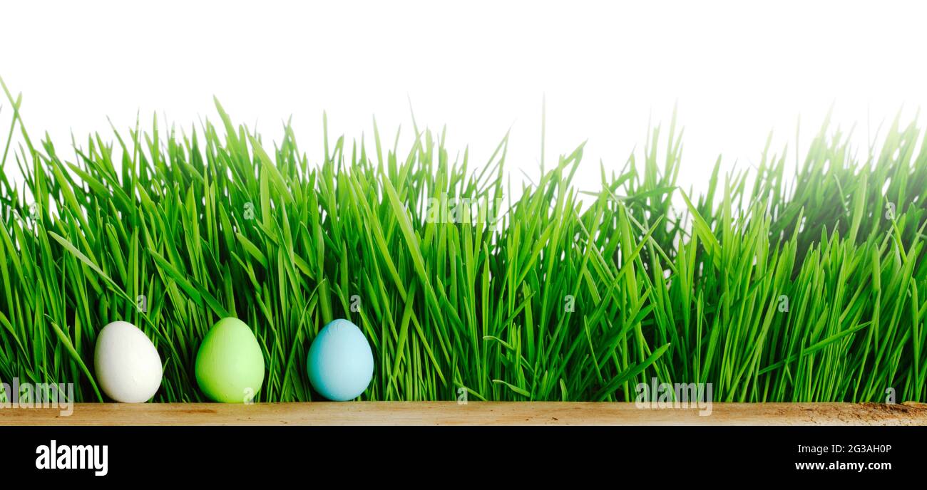 Row of Easter Eggs in fresh green grass isolated on white background ...