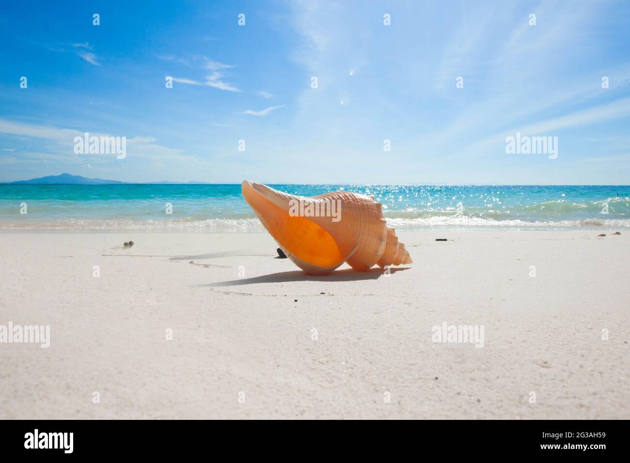 One big seashell on tropical beach close-up Stock Photo - Alamy