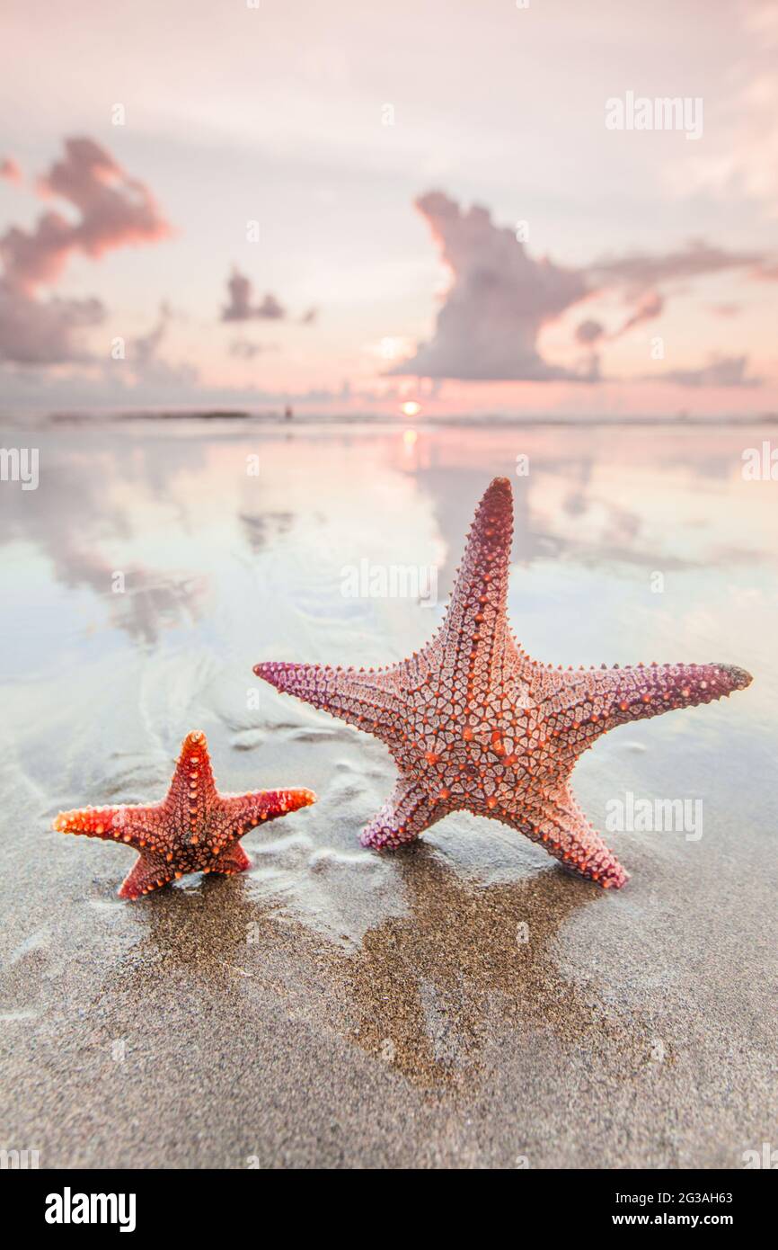 Two Starfish On Beach