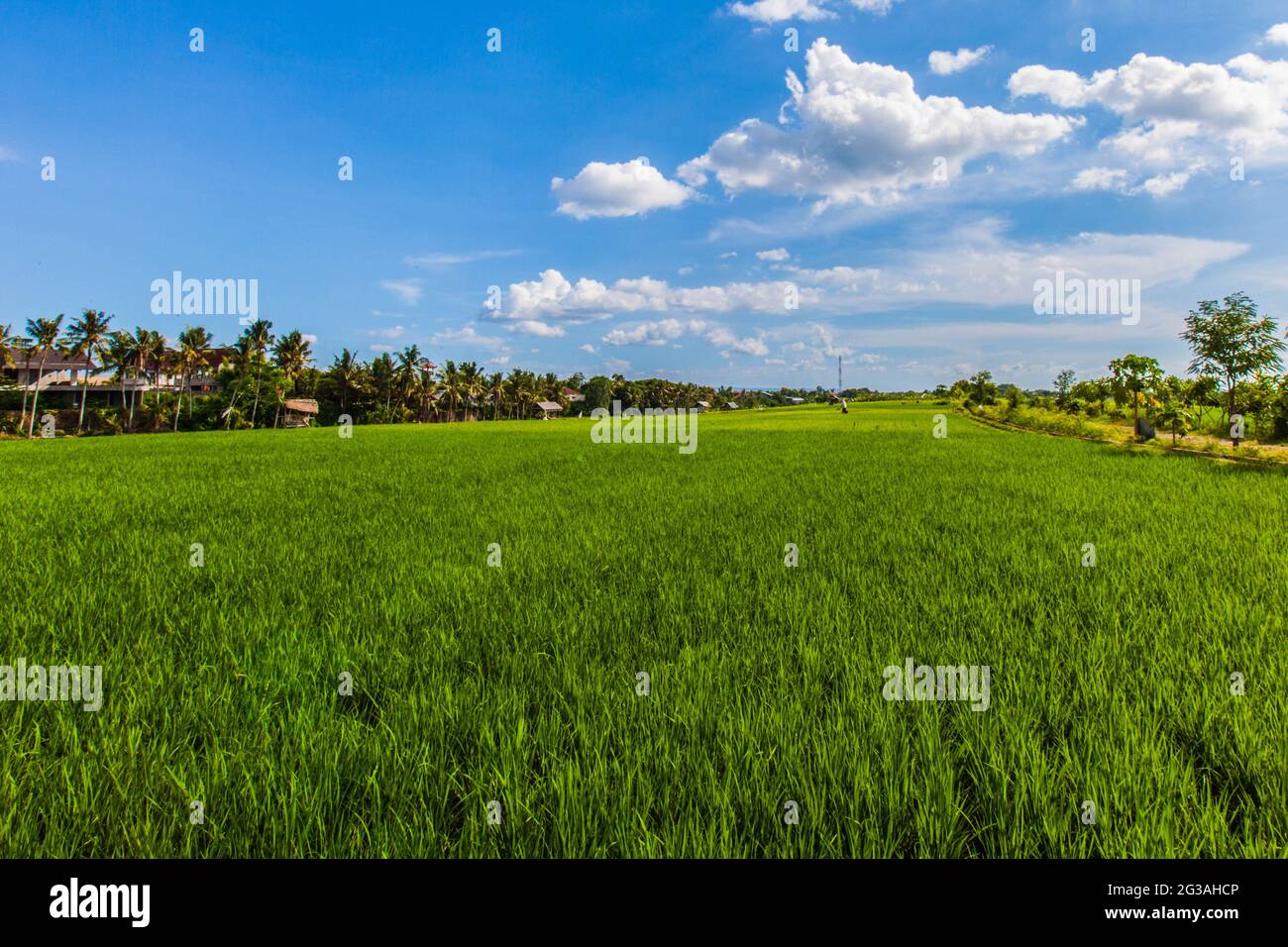 Green rice field background under blue sky, Thailand Stock Photo - Alamy