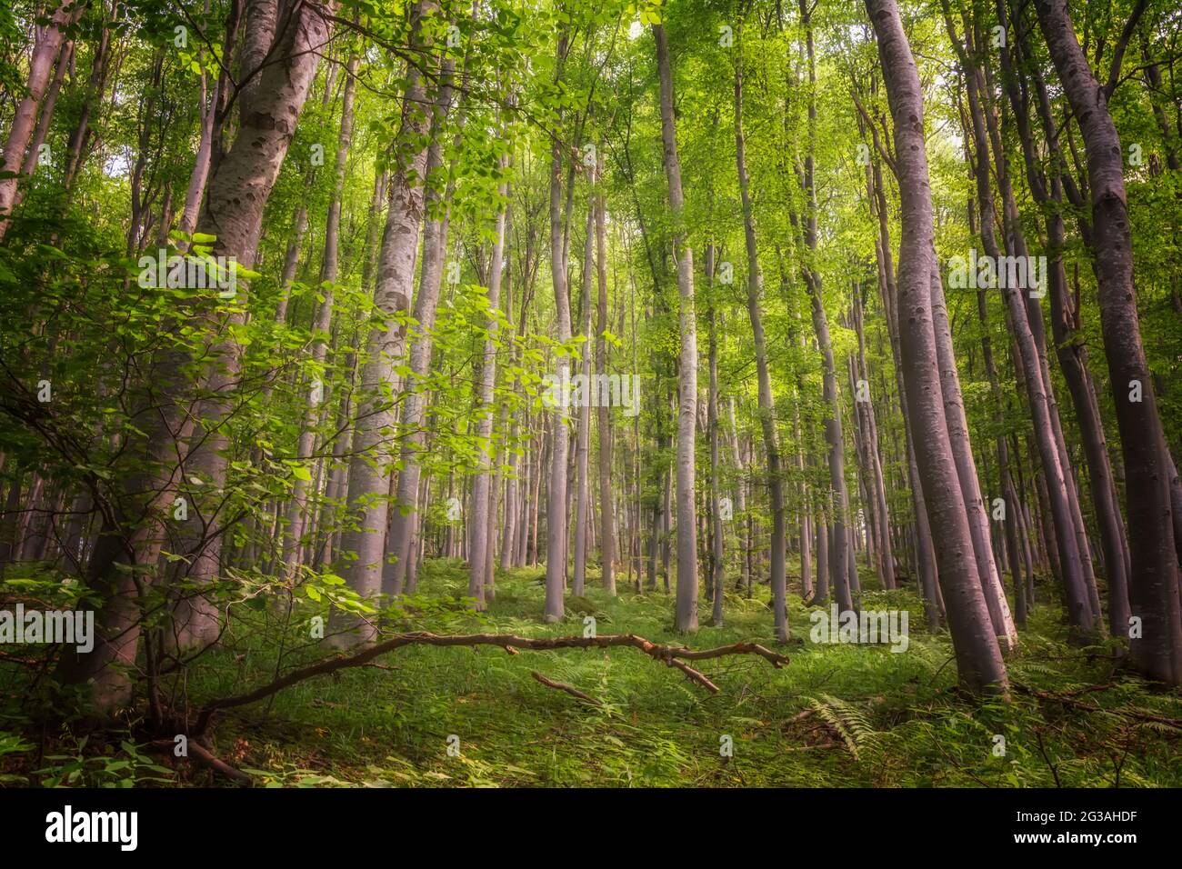 Thick forest area hi-res stock photography and images - Alamy