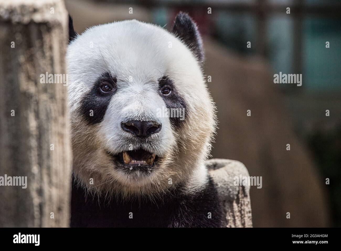 Animal open mouth panda hi-res stock photography and images - Alamy
