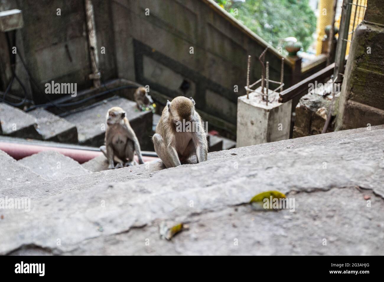 Monkey sitting on stairs hi-res stock photography and images - Alamy