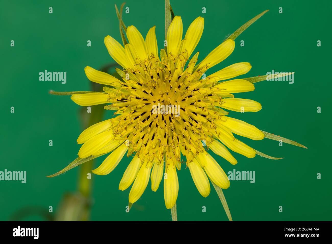Goat's Beard Yellow Wildflower Stock Photo - Alamy