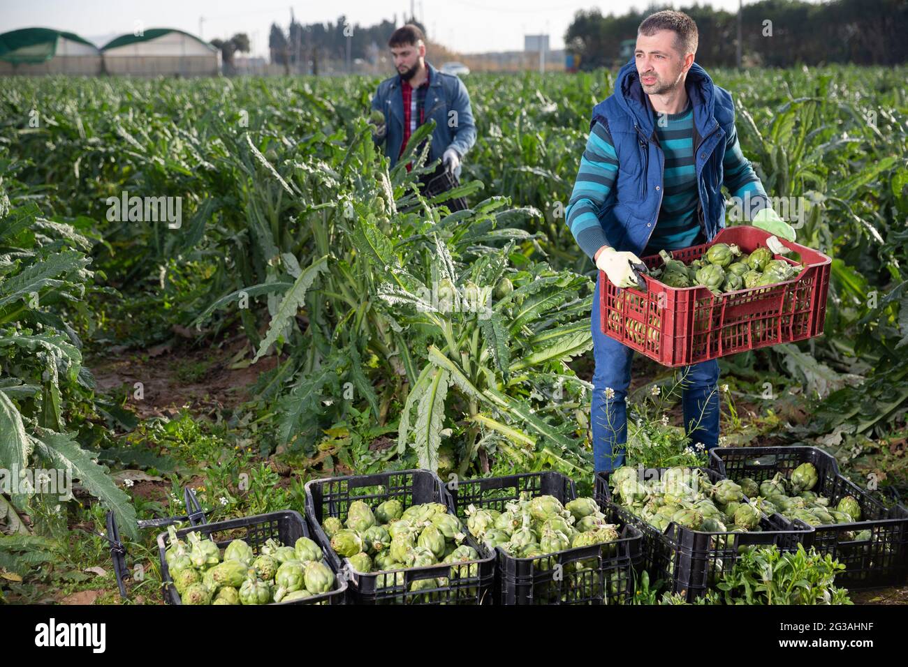 Man carrying crates of food hi-res stock photography and images - Alamy