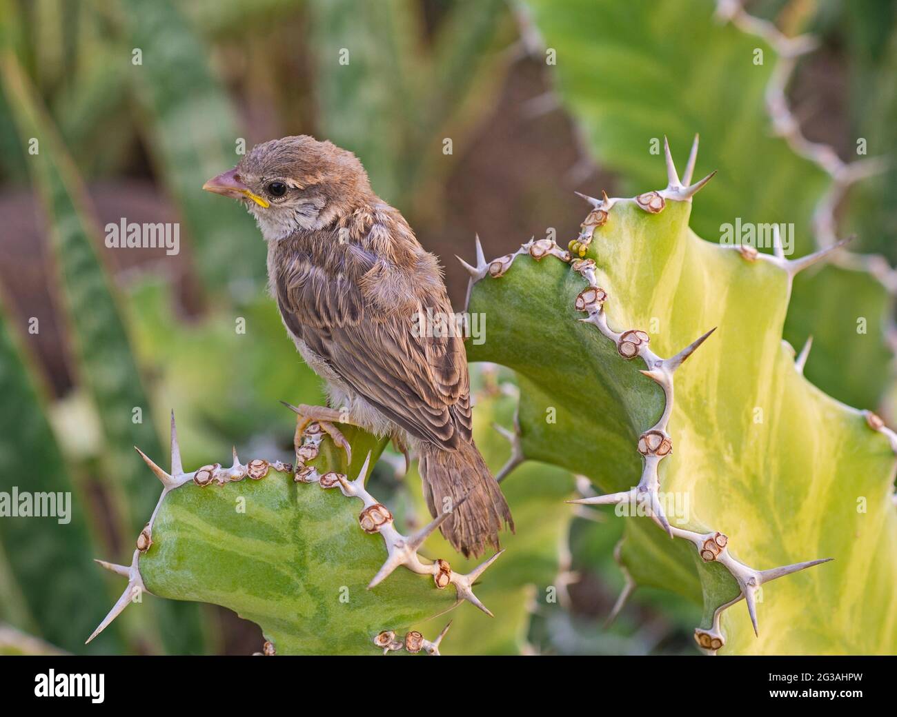 Juvenile house sparrow hi-res stock photography and images - Alamy