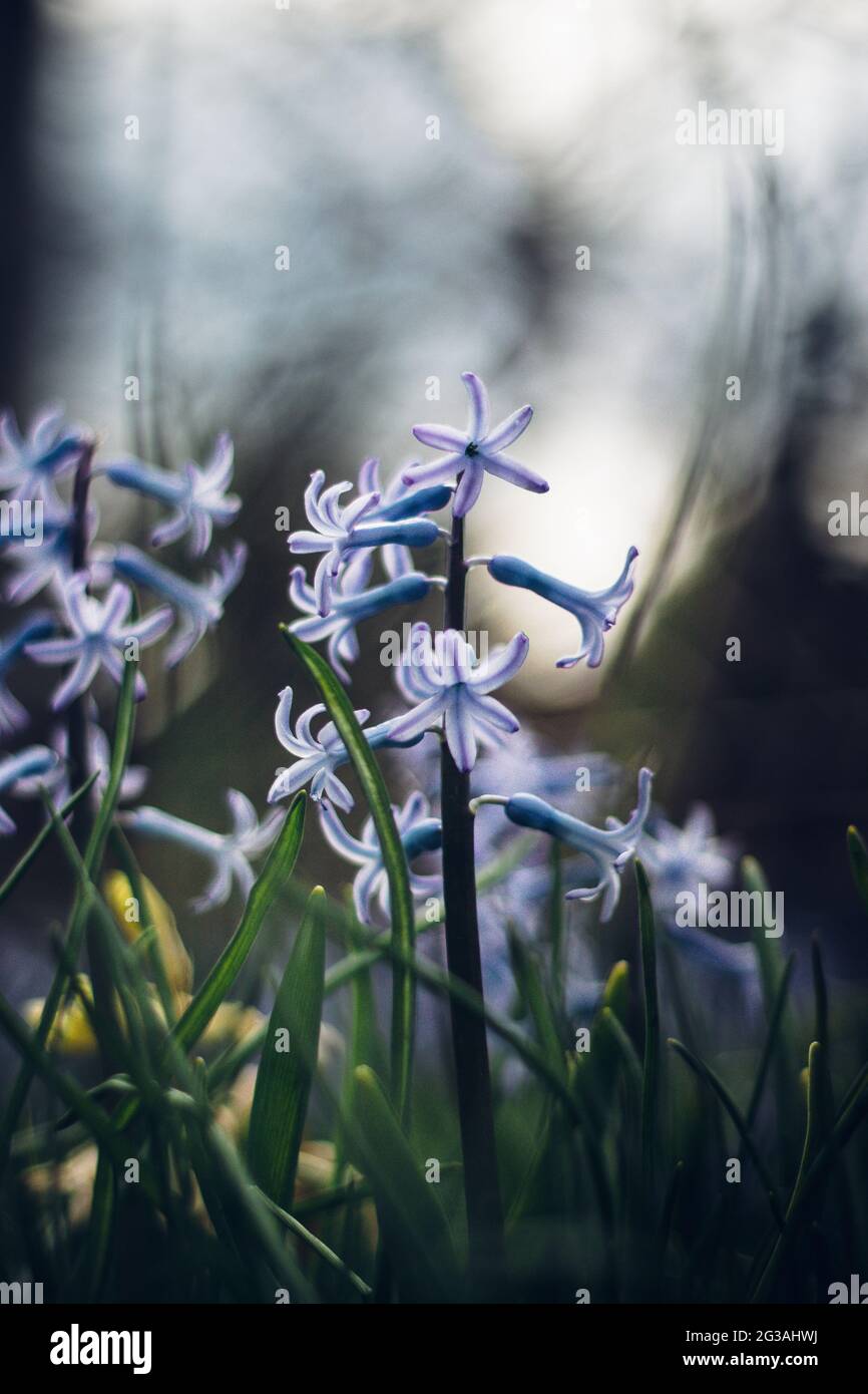 Hyacinthus is a small genus of bulbous, spring-blooming perennials ...