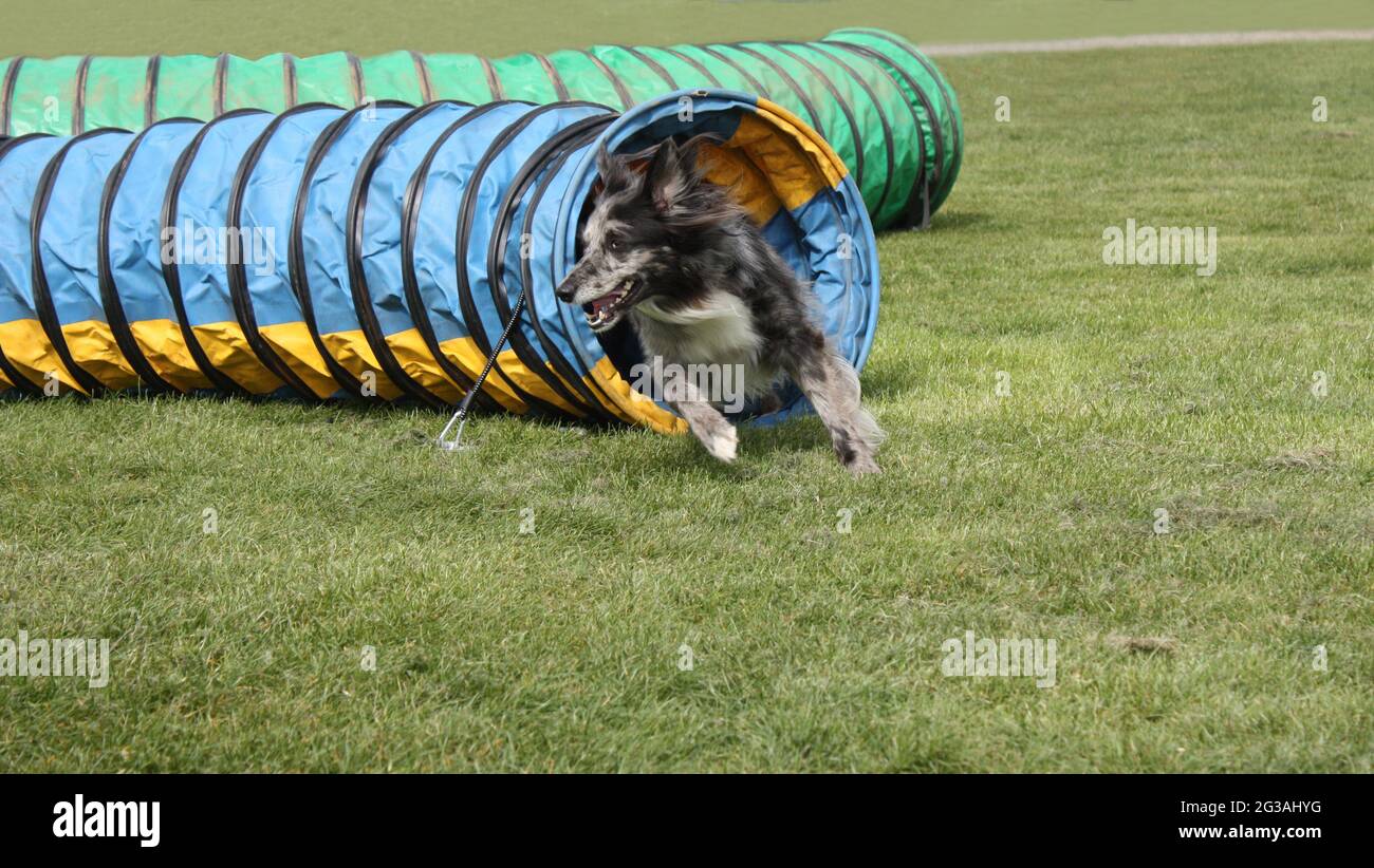 A Dog Racing from a Tube on an Obstacle Course Stock Photo - Alamy