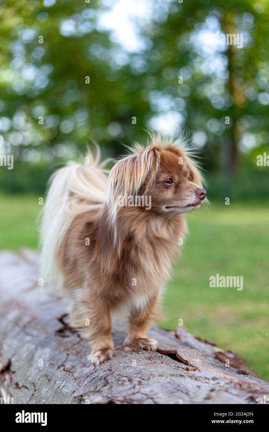 Dog by a tree hi-res stock photography and images - Alamy