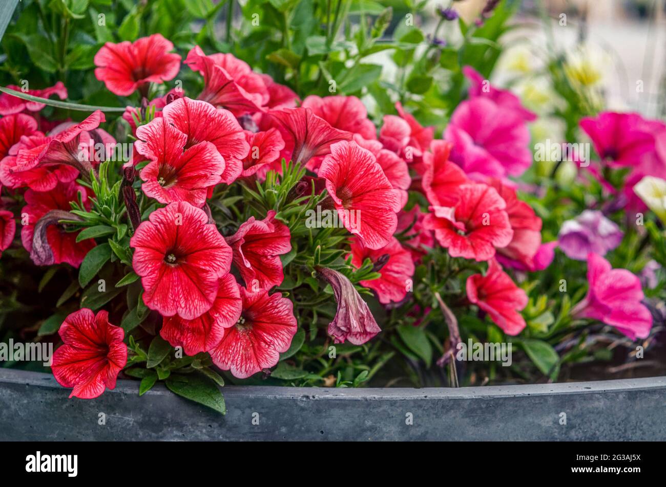 Petunia Juss, a plant with flowers in the form of bells, white, pink ...