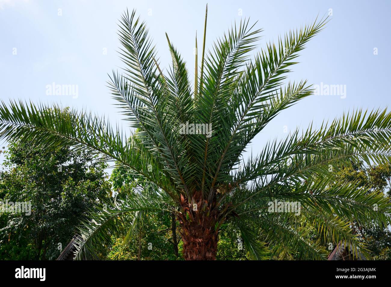 Phoenix sylvestris, also known as silver date palm tree with thick ...