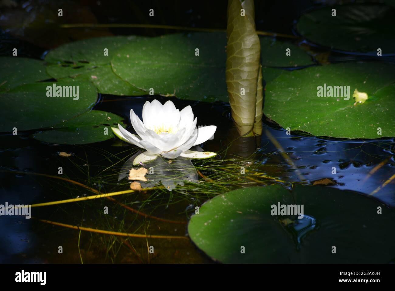 White water lilly sorrounded by leaves in a small lake and highlighted ...