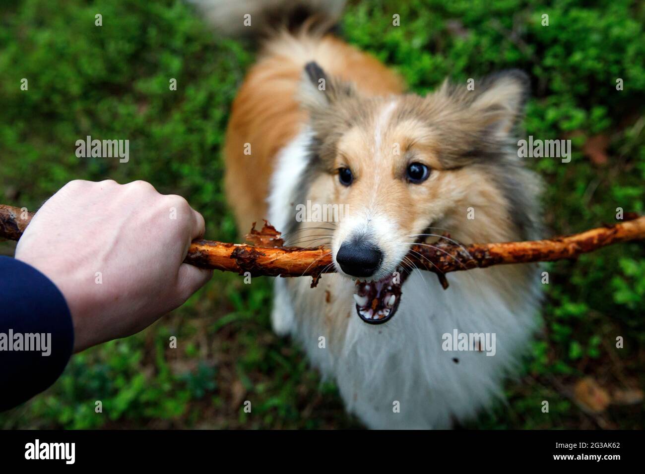 Happy dog in forest pathway hi-res stock photography and images - Alamy
