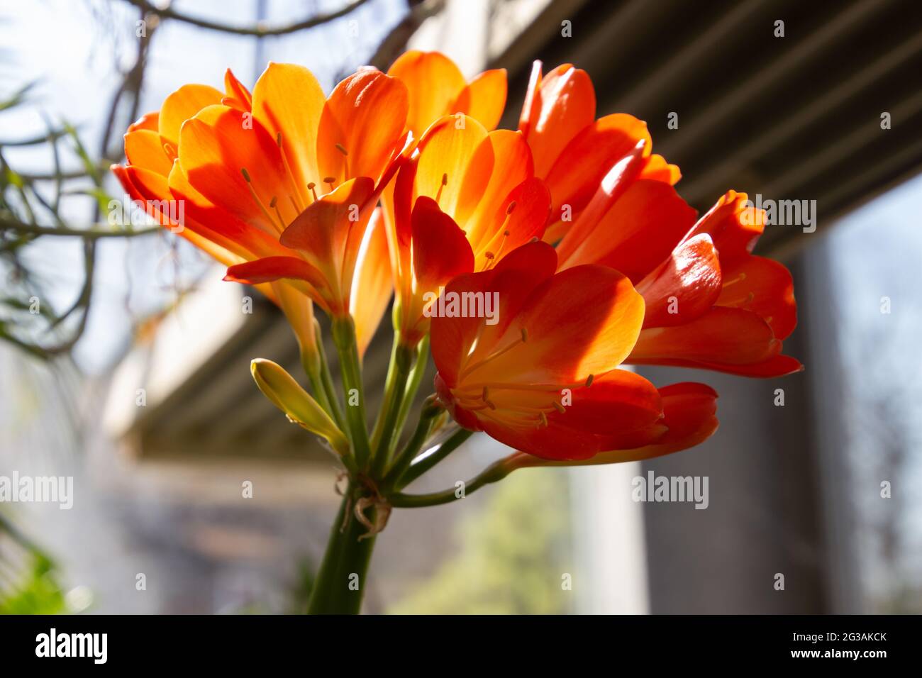 Orange clivia miniata hi-res stock photography and images - Alamy