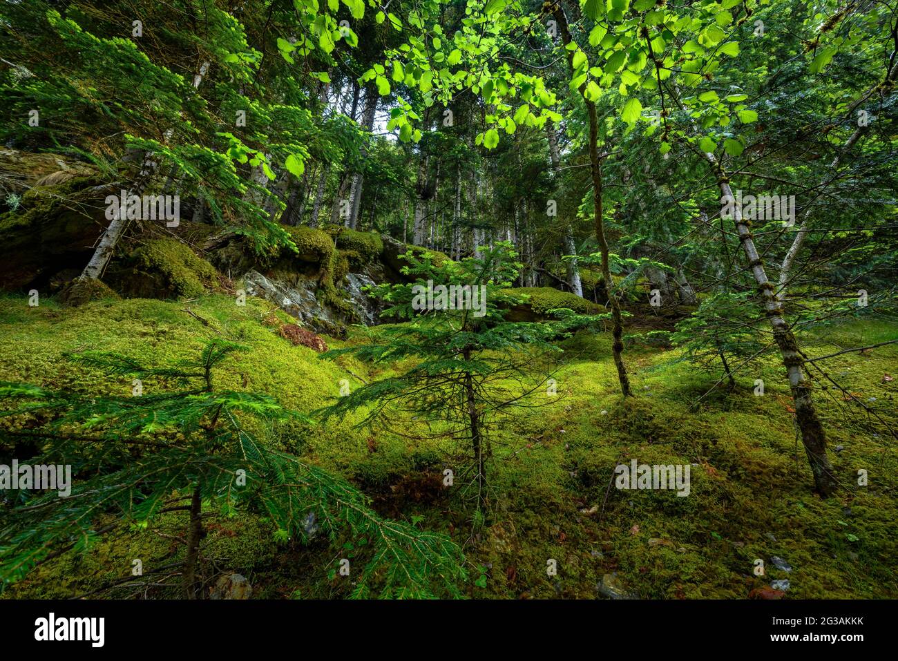 árbol de abeto alto hi-res stock photography and images - Alamy