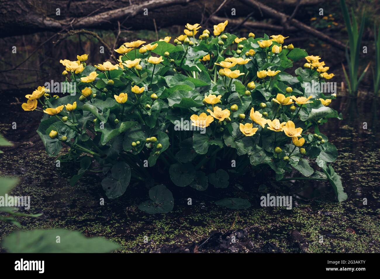 Shrub of yellow flowers and green leaves belonging to the marsh ...