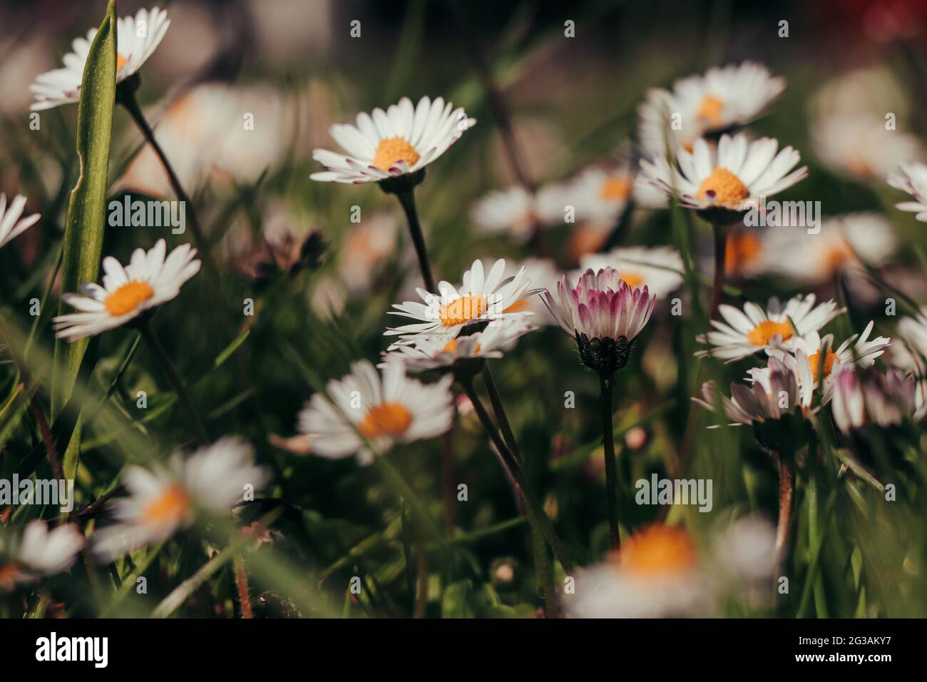 Dancing daisy hi-res stock photography and images - Alamy
