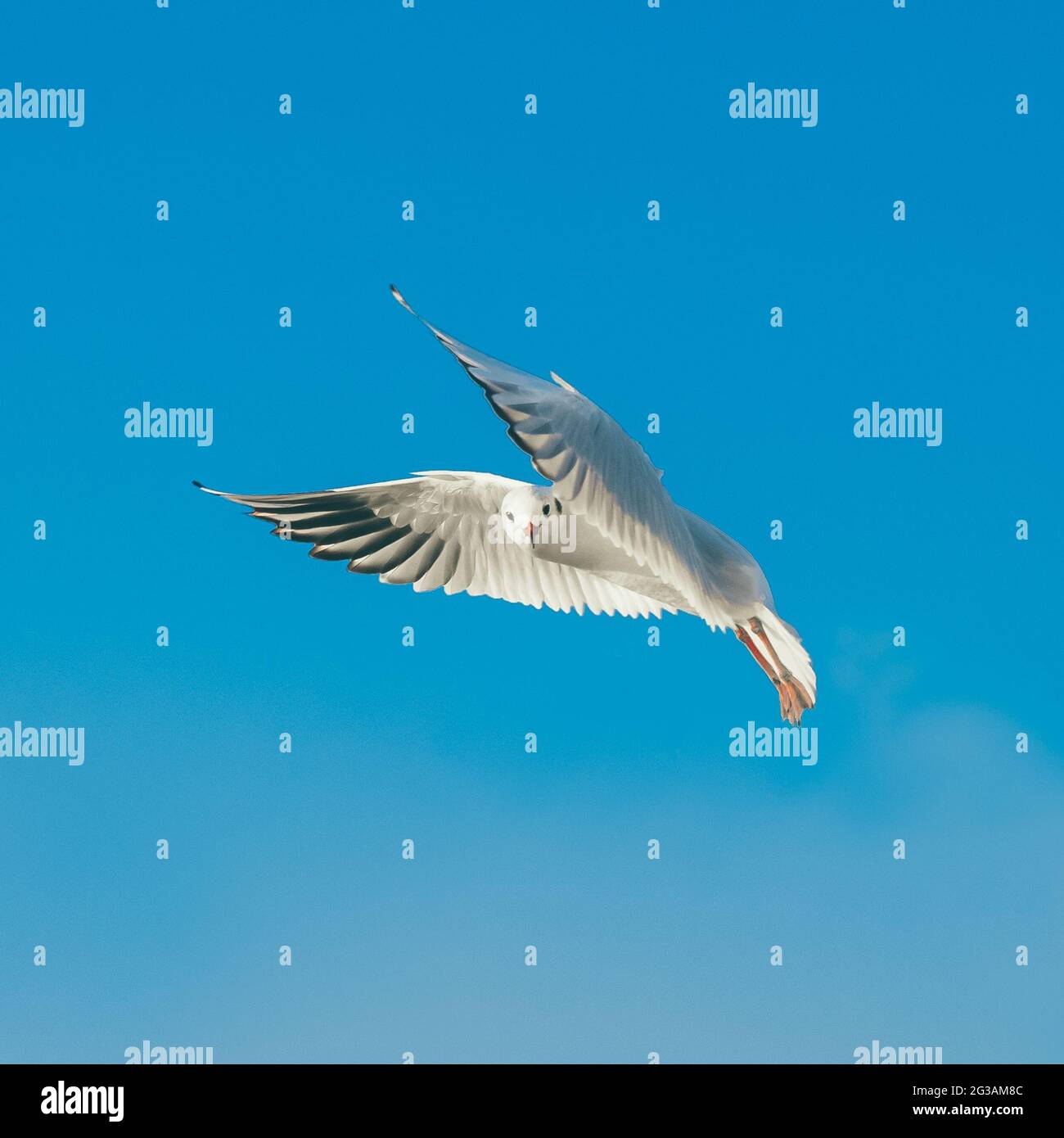 Two birds flying together in blue sky Stock Photo - Alamy