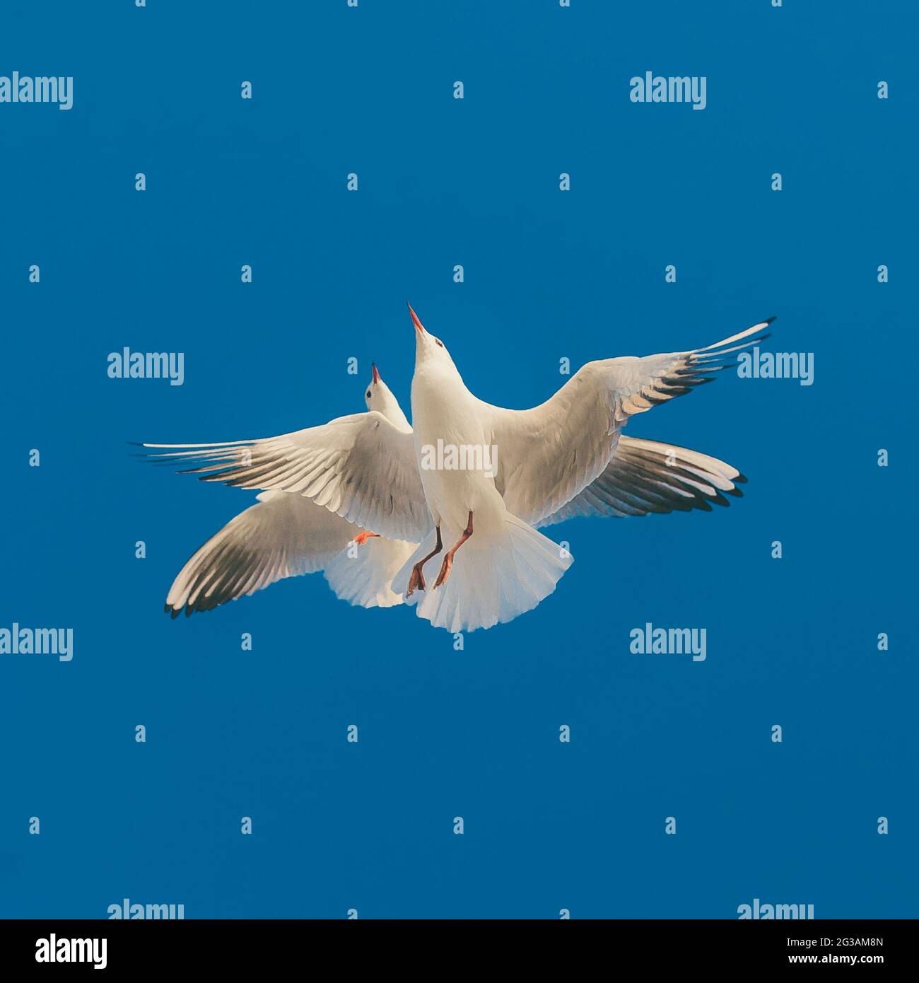 Two birds flying together in blue sky Stock Photo - Alamy