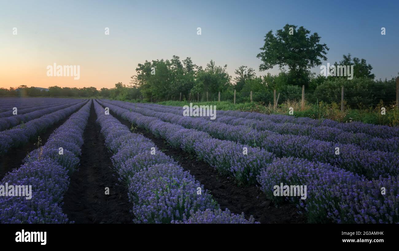 Lavender bulgaria hi-res stock photography and images - Alamy