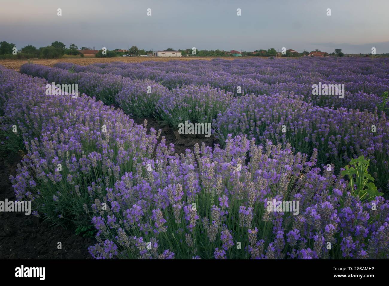 Lavender bulgaria hi-res stock photography and images - Alamy