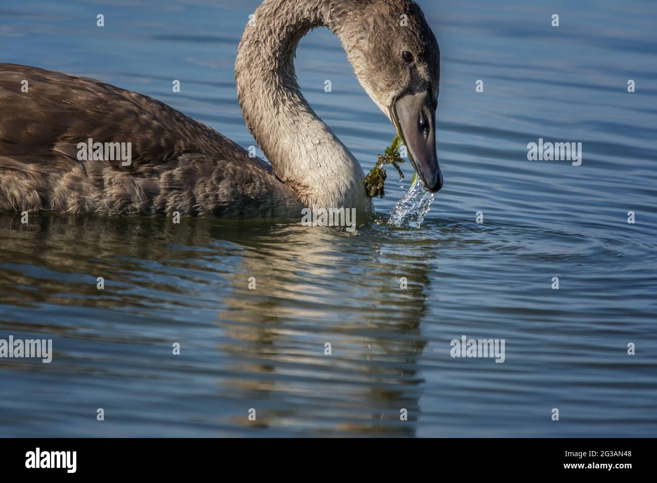 Flying swan photos hi-res stock photography and images - Alamy