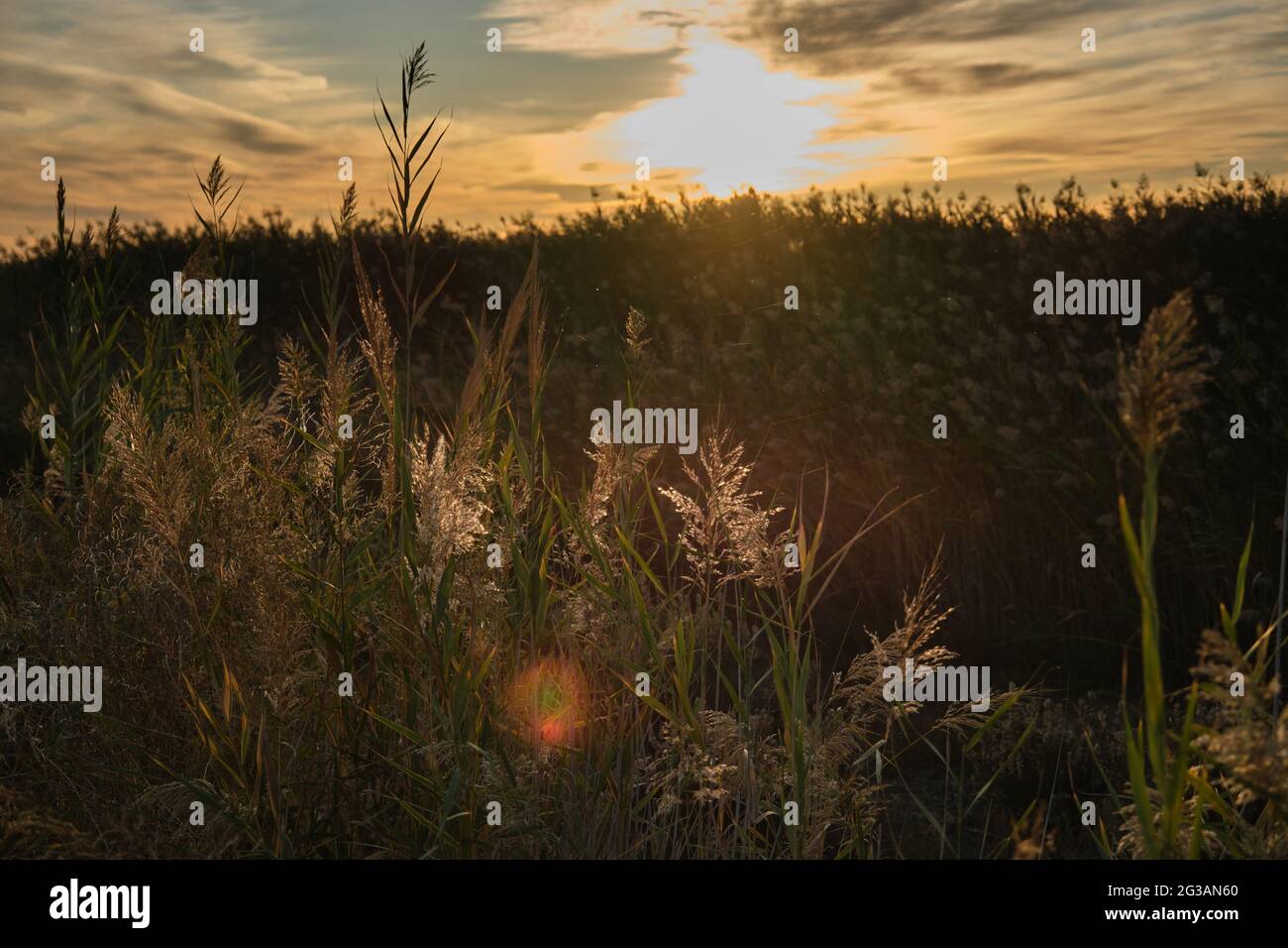 tall grass on sunset landscape background Stock Photo - Alamy