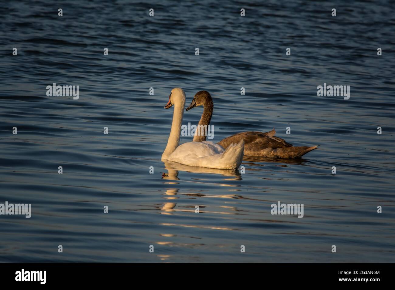 Flying swan photos hi-res stock photography and images - Alamy