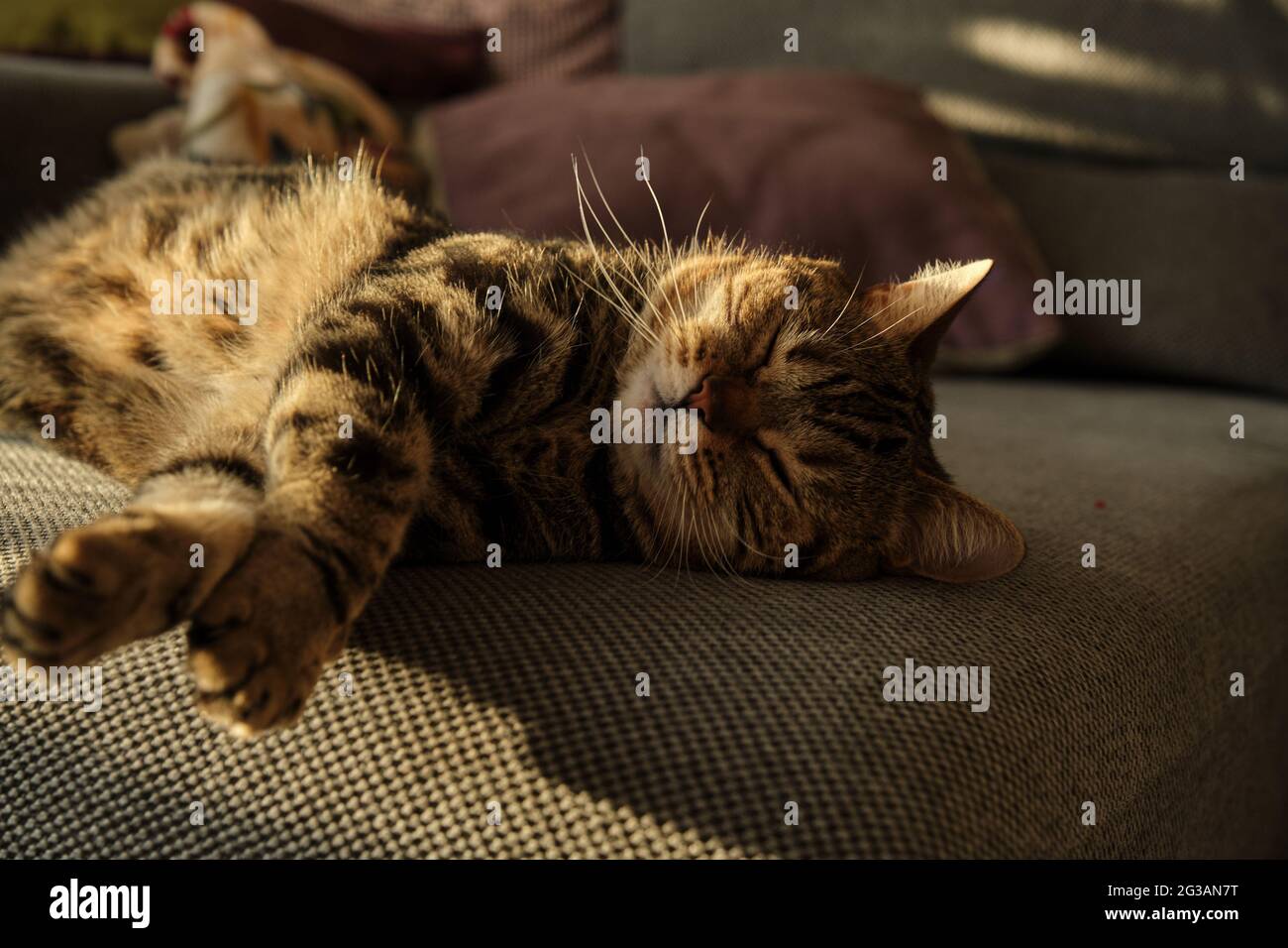 close-up of a sleeping British cat in marble colors Stock Photo - Alamy